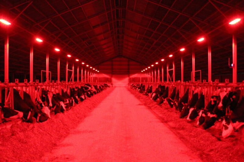 5:Patented LED Dairy Cow Barn Light increase 20% milk and reduce 75% ...